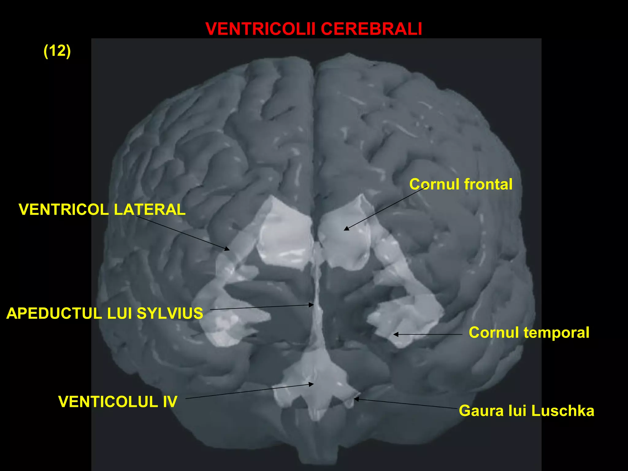 Atlas de neuroanatomie - Ventriculi cerebrali | PPT
