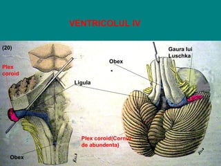 Atlas de neuroanatomie - Ventriculi cerebrali | PPT