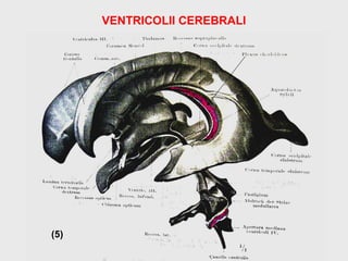Atlas de neuroanatomie - Ventriculi cerebrali | PPT