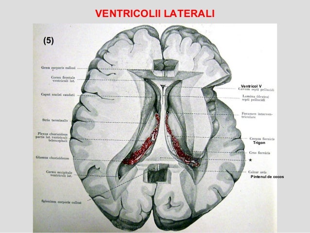 Atlas de neuroanatomie - Ventriculi cerebrali