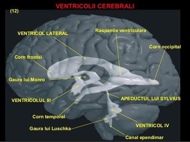 Atlas de neuroanatomie - Ventriculi cerebrali