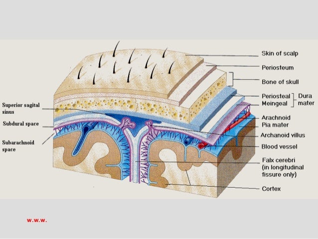 Atlas de neuroanatomie - Ventriculi cerebrali