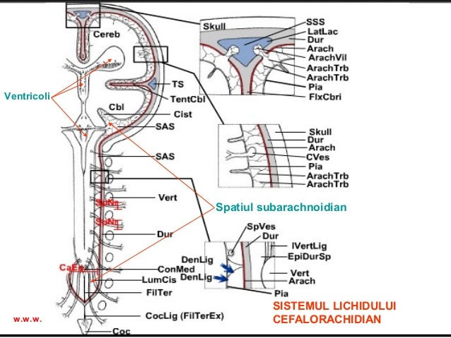 Atlas de neuroanatomie - Ventriculi cerebrali