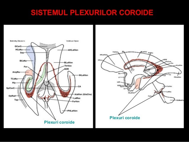 Atlas de neuroanatomie - Ventriculi cerebrali