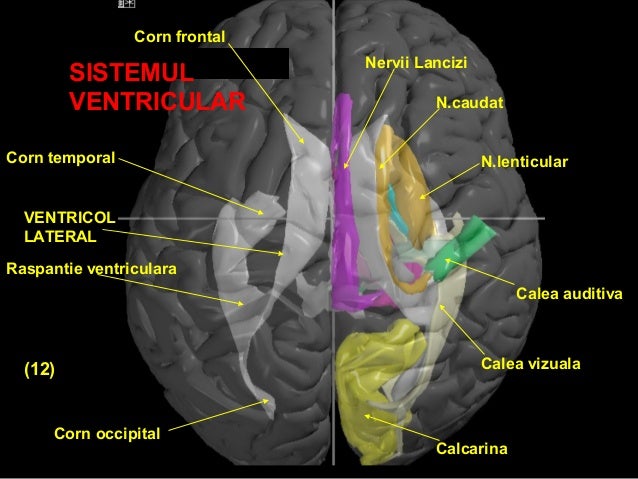 Atlas de neuroanatomie - Ventriculi cerebrali