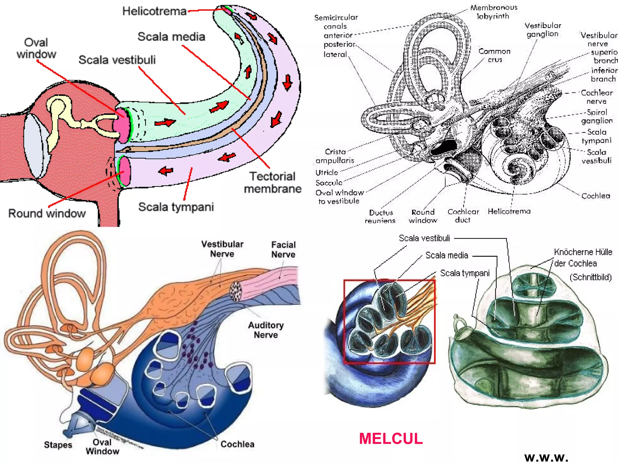 Atlas de neuroanatomie - cai ascendente | PPT