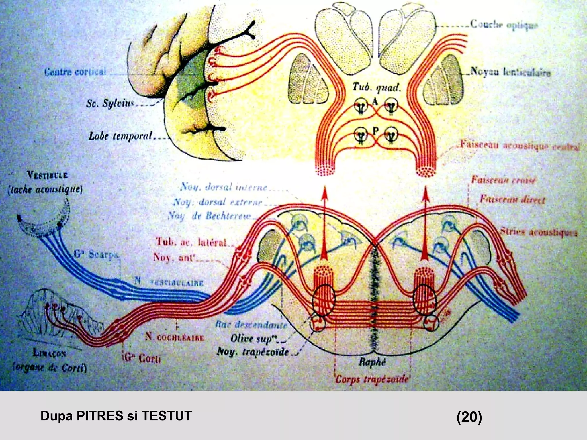 Atlas de neuroanatomie - cai ascendente | PPT