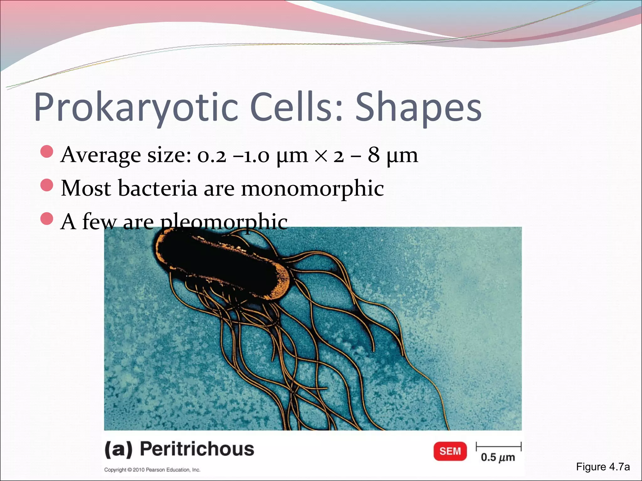 (A) 1 bacterial classification schemes new | PPT