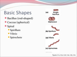 (A) 1 bacterial classification schemes new | PPT
