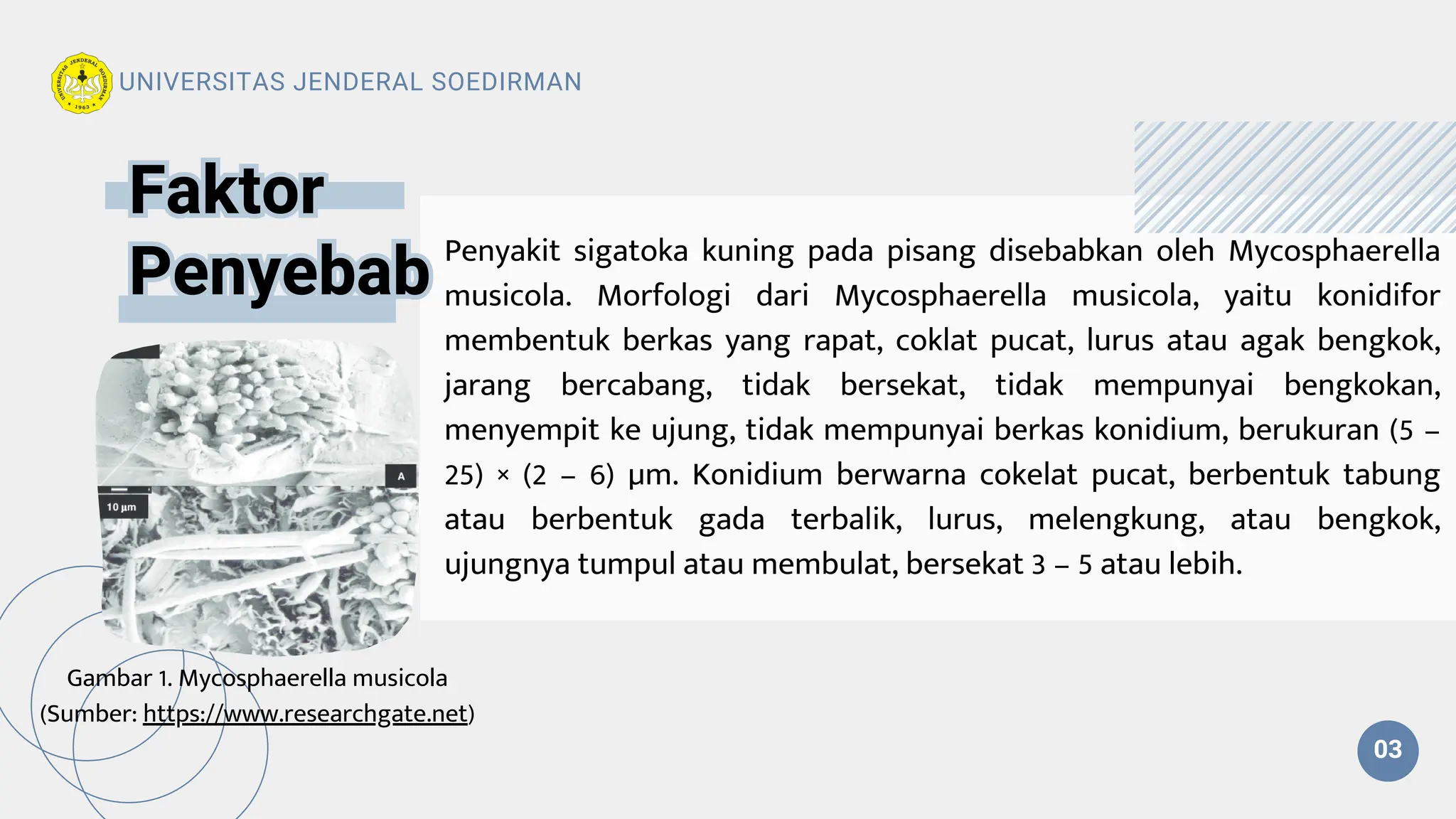 Power Point Penyakit Sigatoka Kuning Pisang | PDF