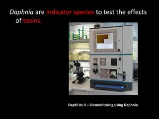 Daphnia | PPT