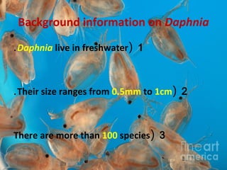 Daphnia | PPT