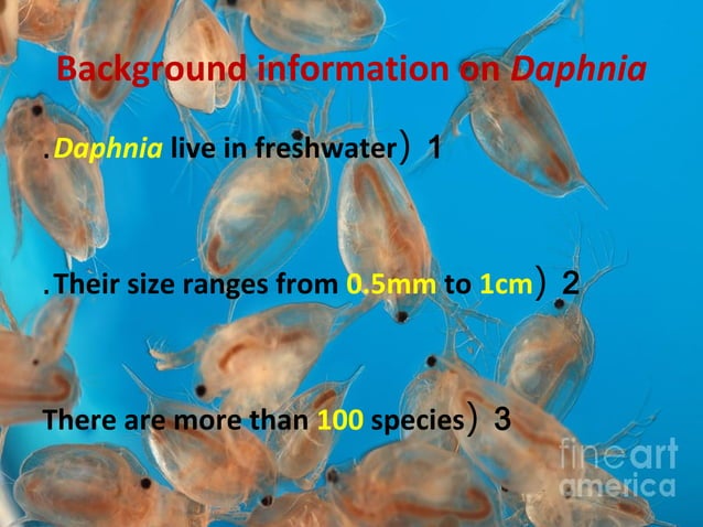 Daphnia | PPT