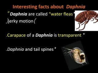 Daphnia | PPT