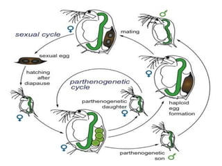 Daphnia | PPT