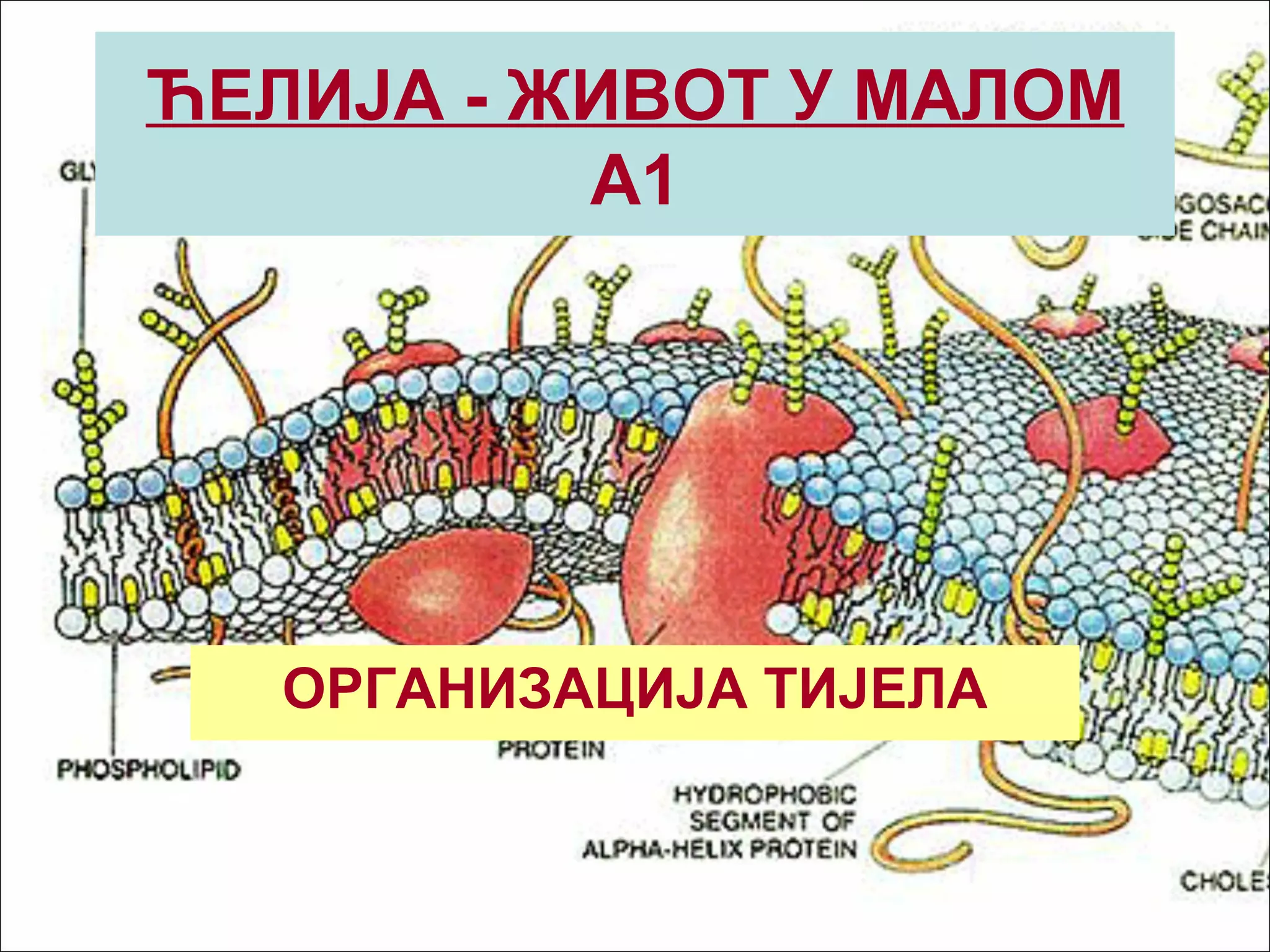 A1 Celija | PPT