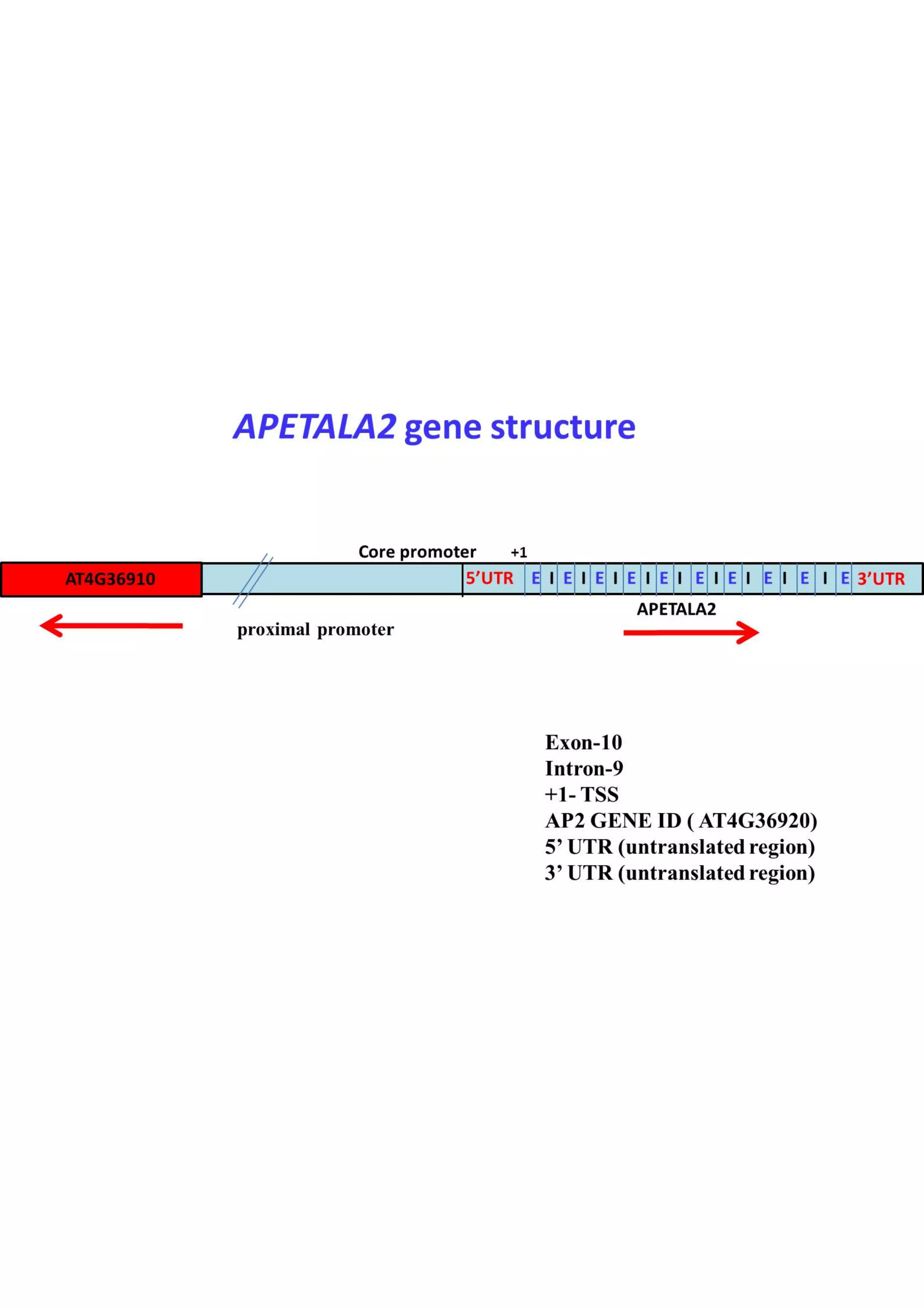 APETALA2 gene structure.pdf