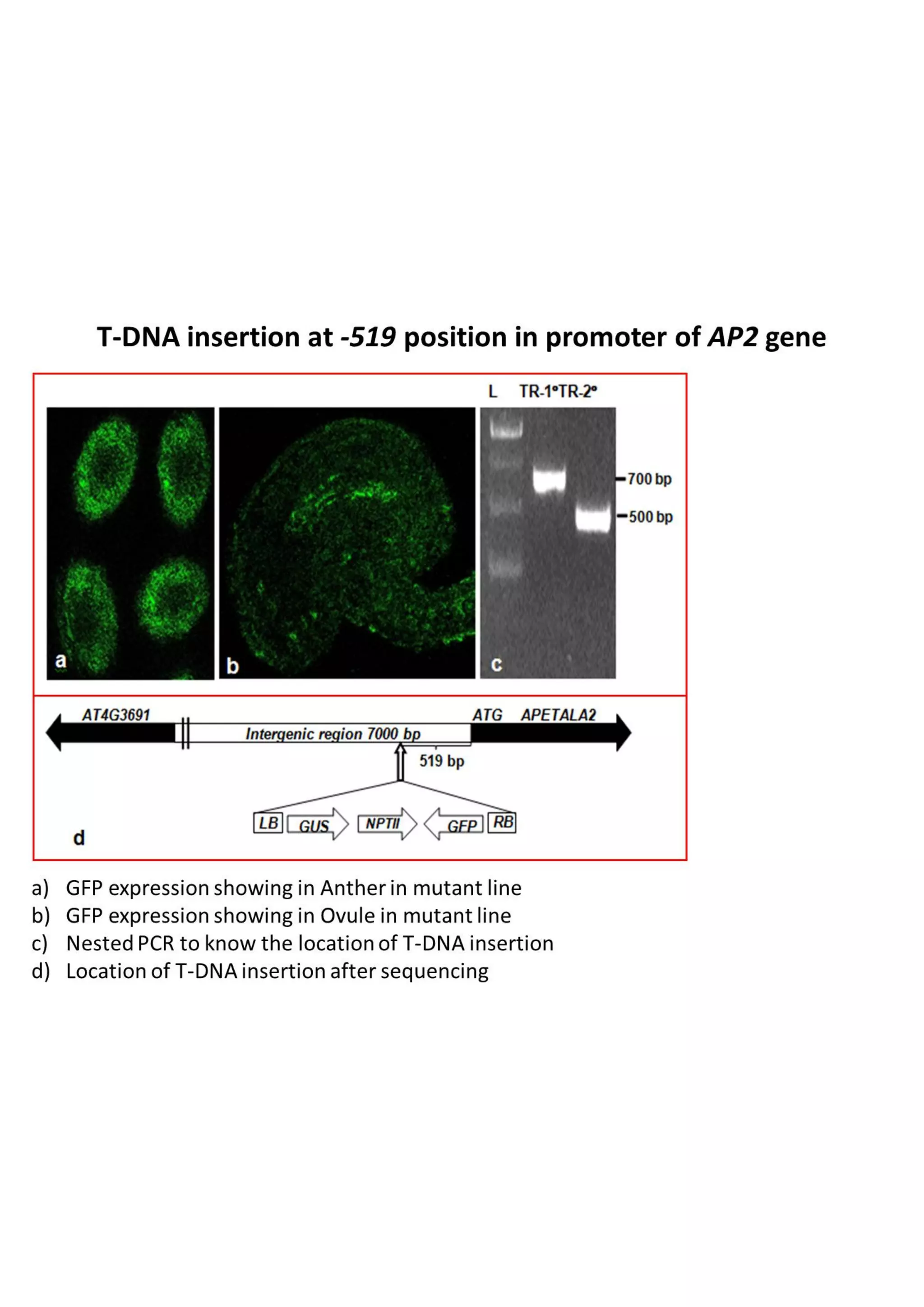 TDNA-insertion in APETALA2 Promoter.pdf