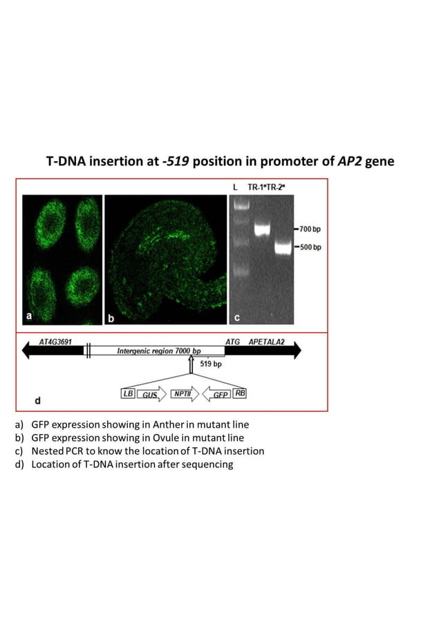 TDNA-insertion in APETALA2 Promoter.pdf