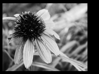 A1 presentation | PPT