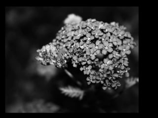 A1 presentation | PPT