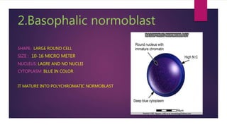 Erythropoiesis | PPT