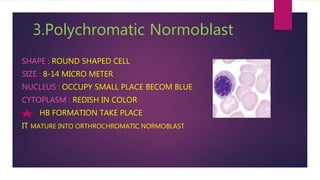 Erythropoiesis | PPTX