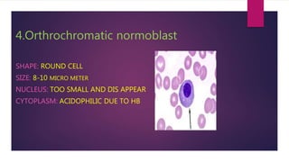 Erythropoiesis | PPT