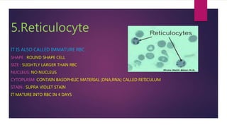 Erythropoiesis | PPTX