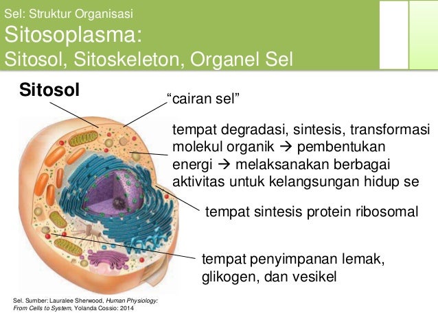 A20 ppt individu topik 1-anyelir nielya mutiara putri