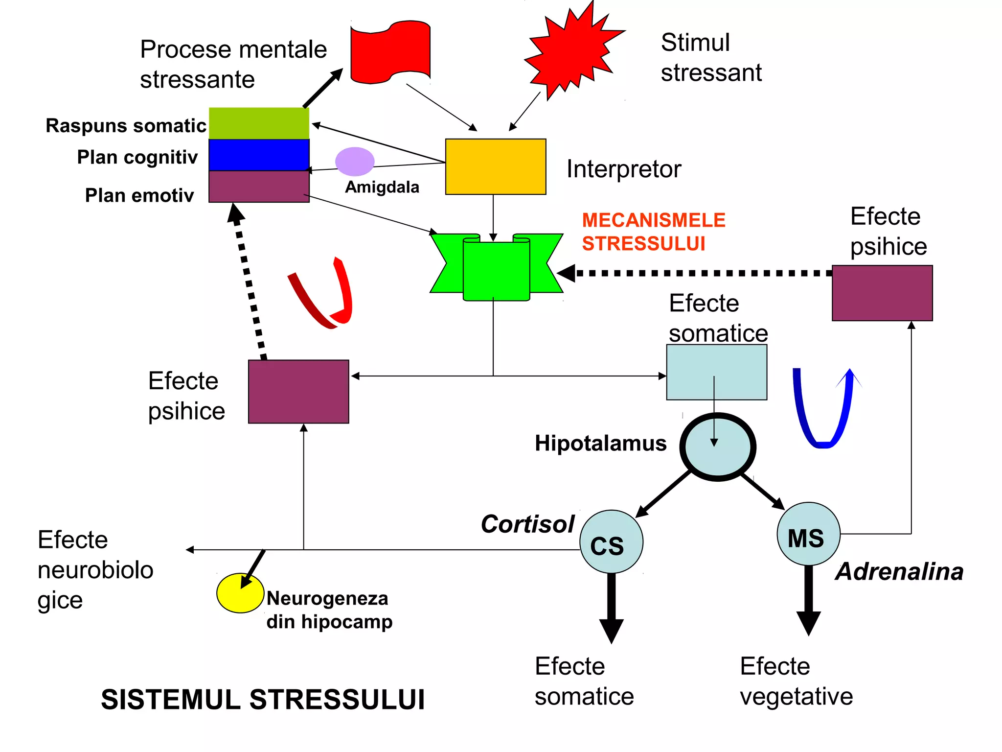 Atlas de neuroanatomie Calea durerii | PPT