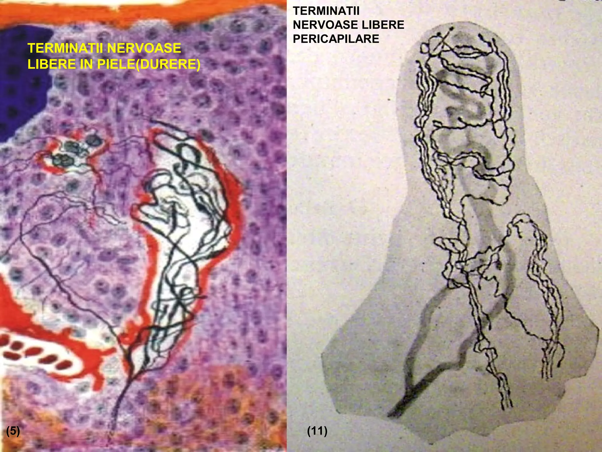Atlas de neuroanatomie Calea durerii | PPT