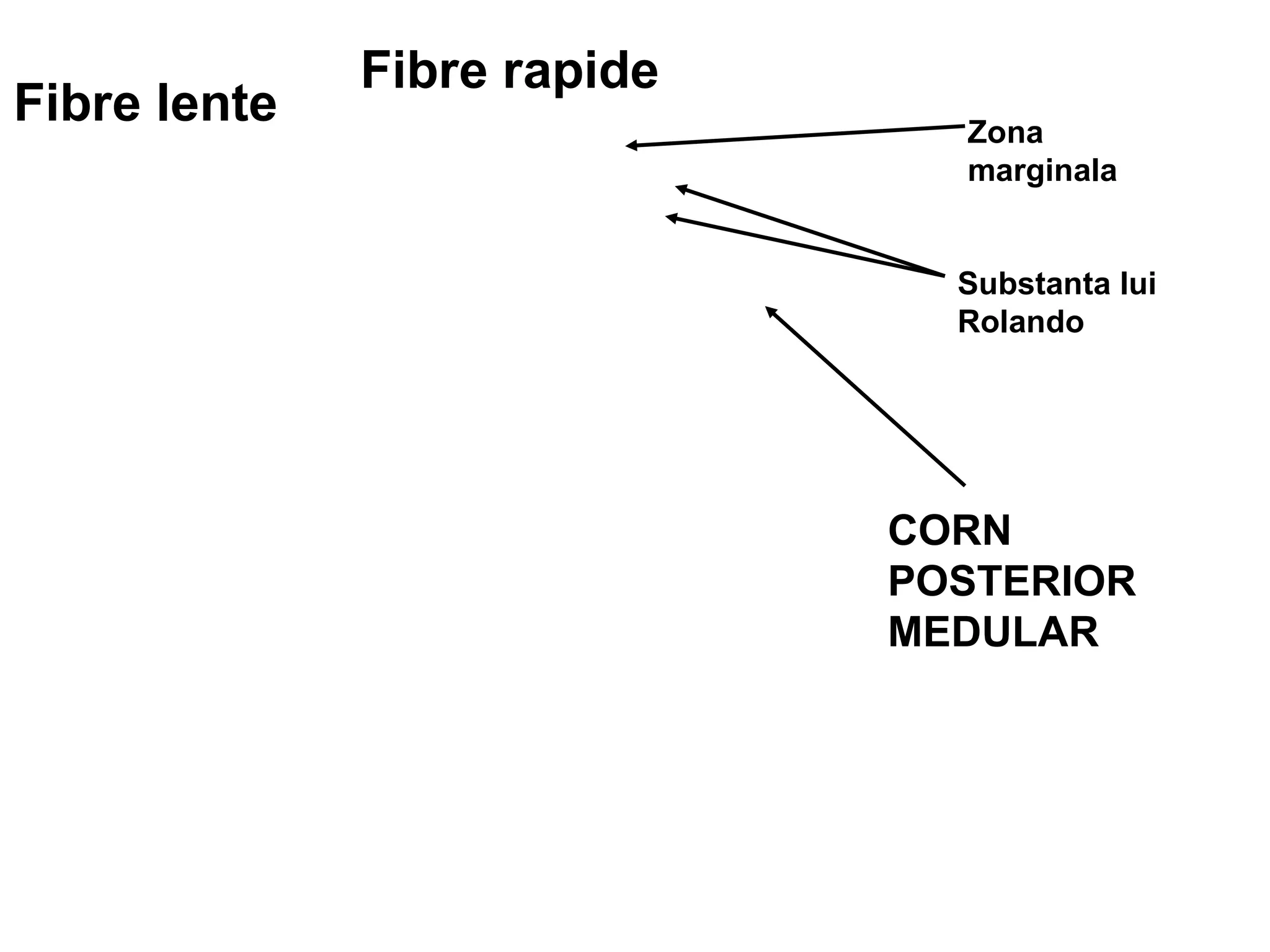 Atlas de neuroanatomie Calea durerii | PPT