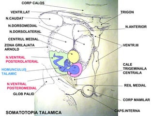 Atlas de neuroanatomie Calea durerii | PPT