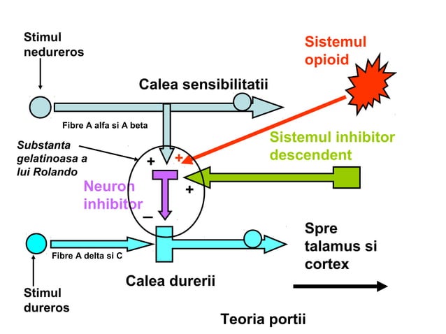 Atlas de neuroanatomie Calea durerii | PPT