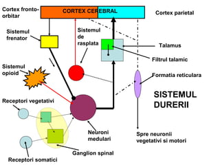 Atlas de neuroanatomie Calea durerii | PPT
