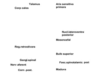 Atlas de neuroanatomie Calea durerii | PPT