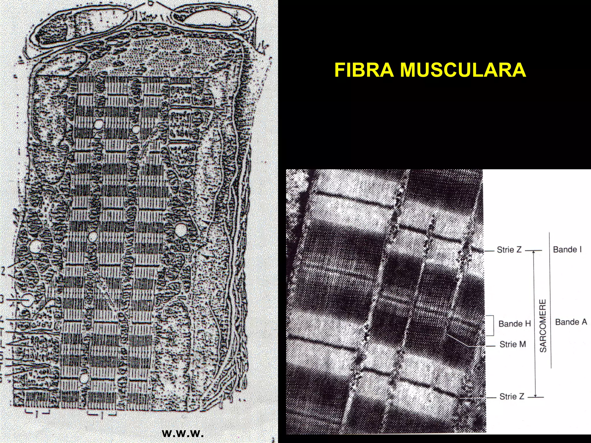 Atlas de neuroanatomie - cai descendente (1) | PPT