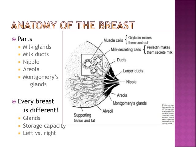 Workshop breastfeeding 3-4-2016