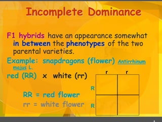 Mendelian genetics 2 | PDF