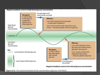 A2 Bio_14 Homeostasis and how it works.pptx