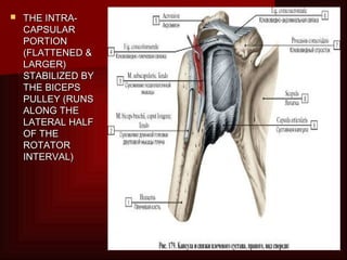 Biceps tendon pathology | PPT