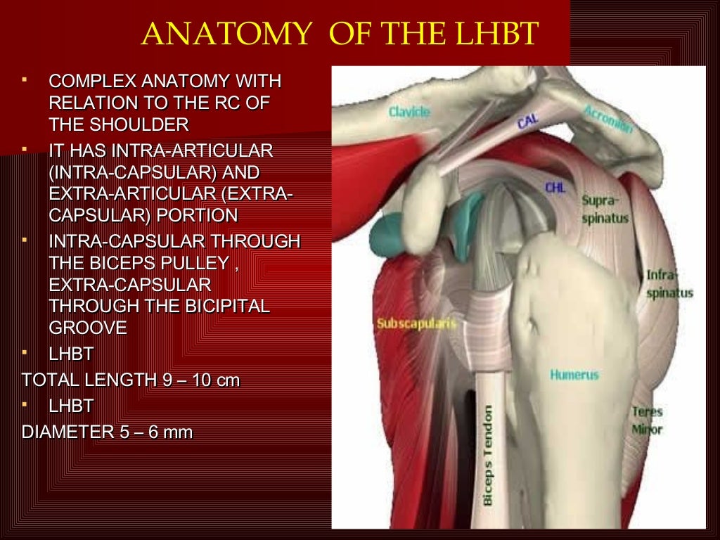 Biceps tendon pathology