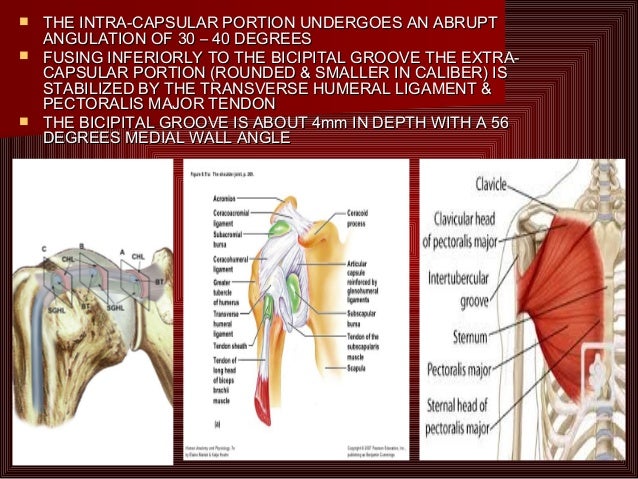 Biceps tendon pathology
