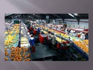 My New Pack House Design - in action | PPTX