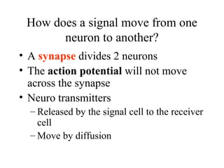 A2 nervesystemscolstons | PPT