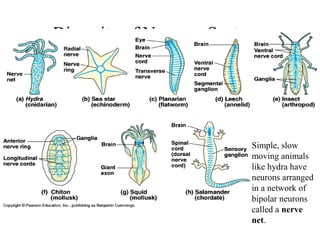 A2 nervesystemscolstons | PPT