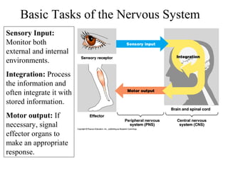 A2 nervesystemscolstons | PPT