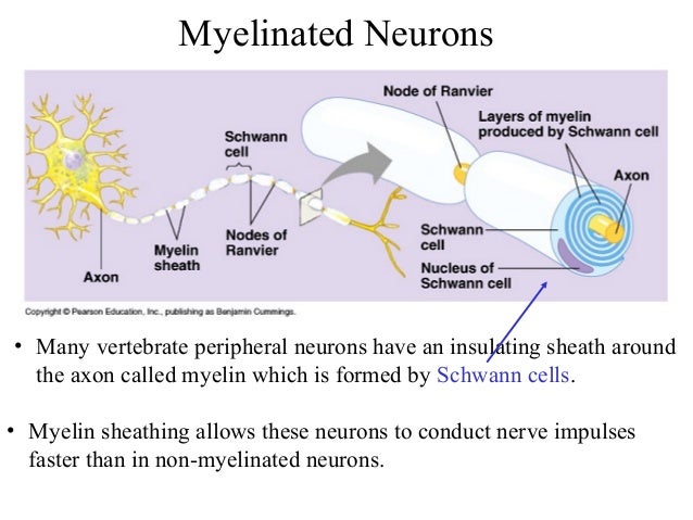 Vertebrate Peripheral Sensory Neurons Retinula Cells