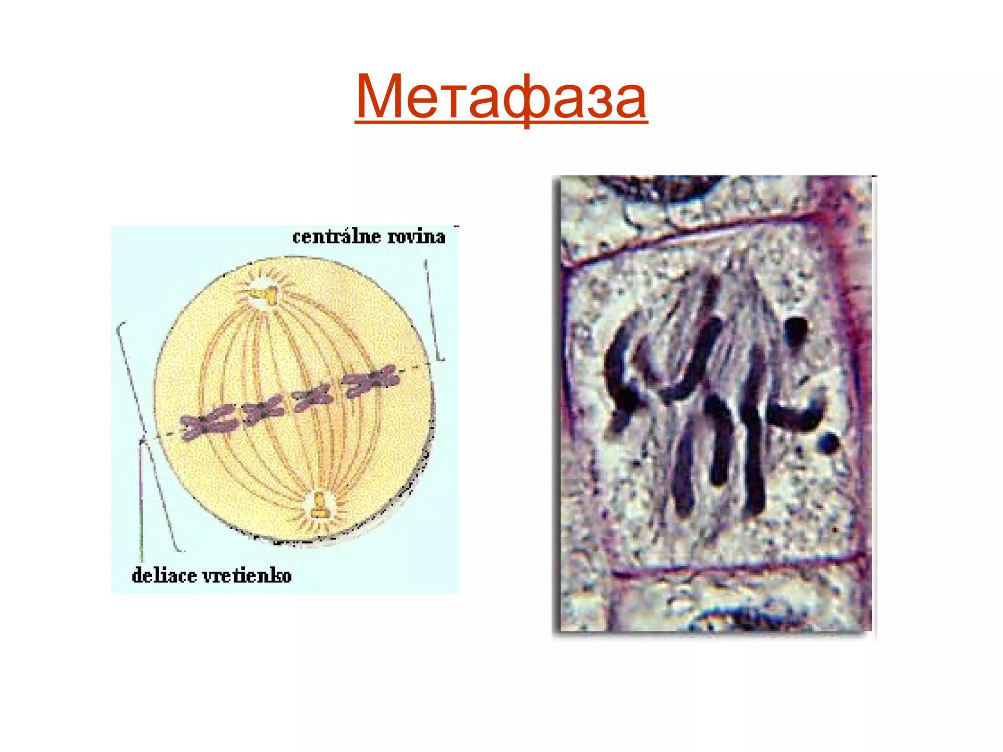A2 Od celije do organizma | PPT